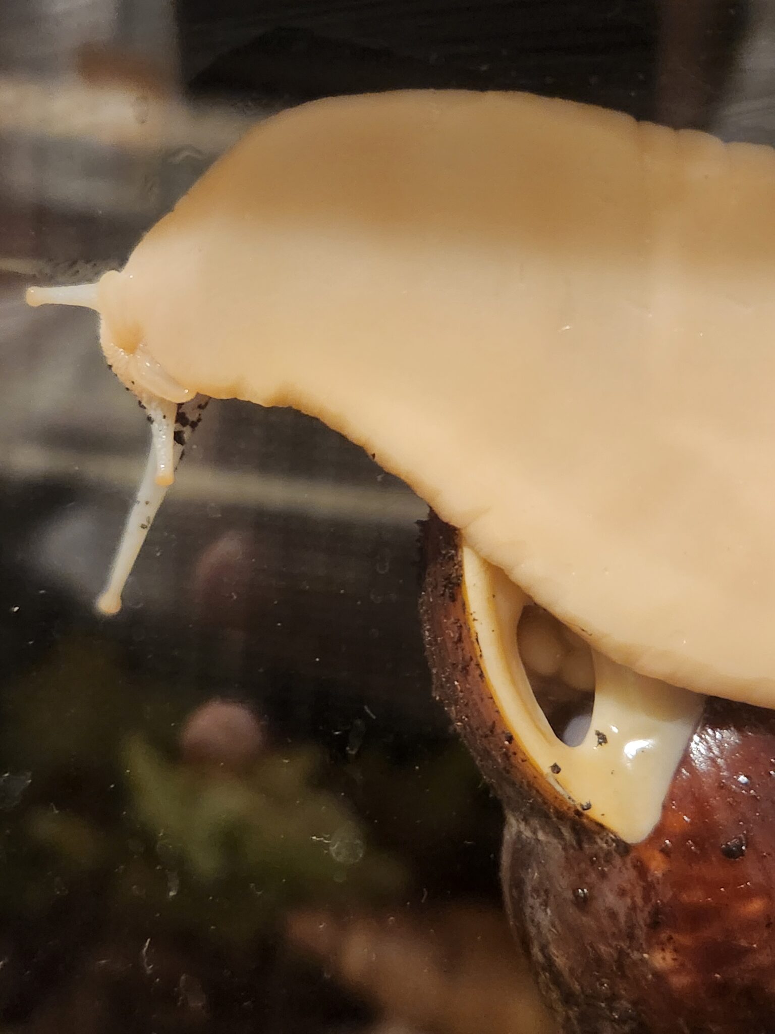 Connaitre les escargots et les limaces – LA PAGE DES ESCARGOTS