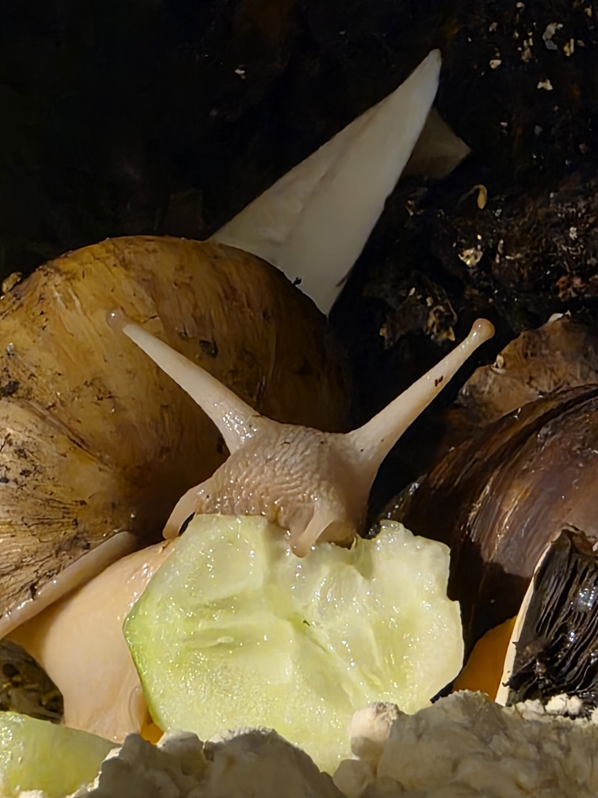 Connaitre les escargots et les limaces – LA PAGE DES ESCARGOTS